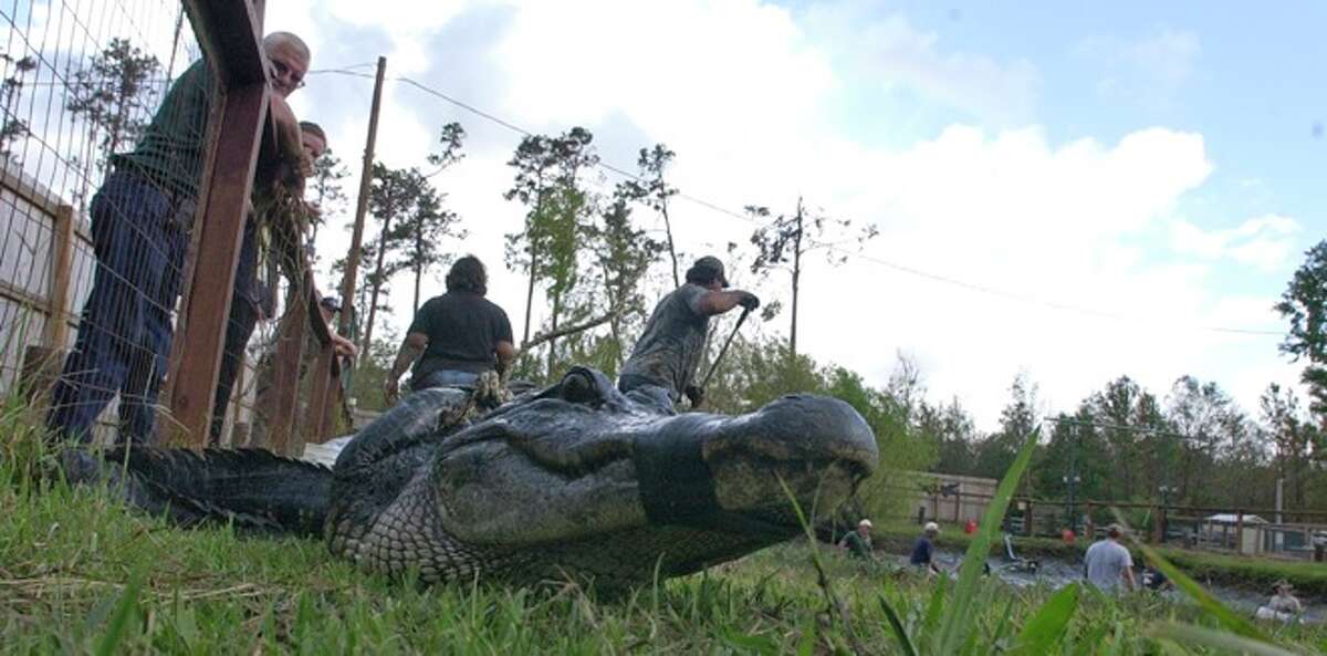 Hurricane Ike evacuated alligators go home from 'storm shelter'