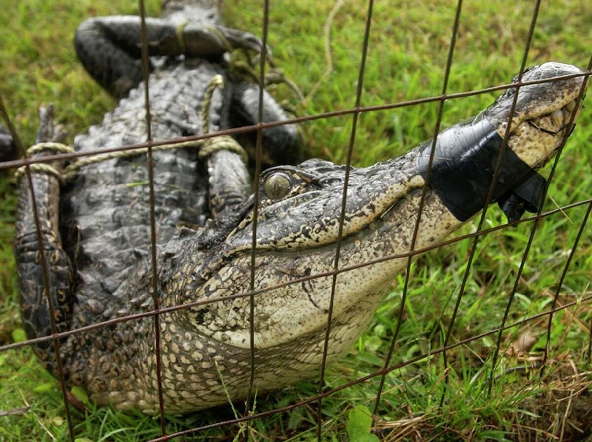 Hurricane Ike evacuated alligators go home from 'storm shelter'