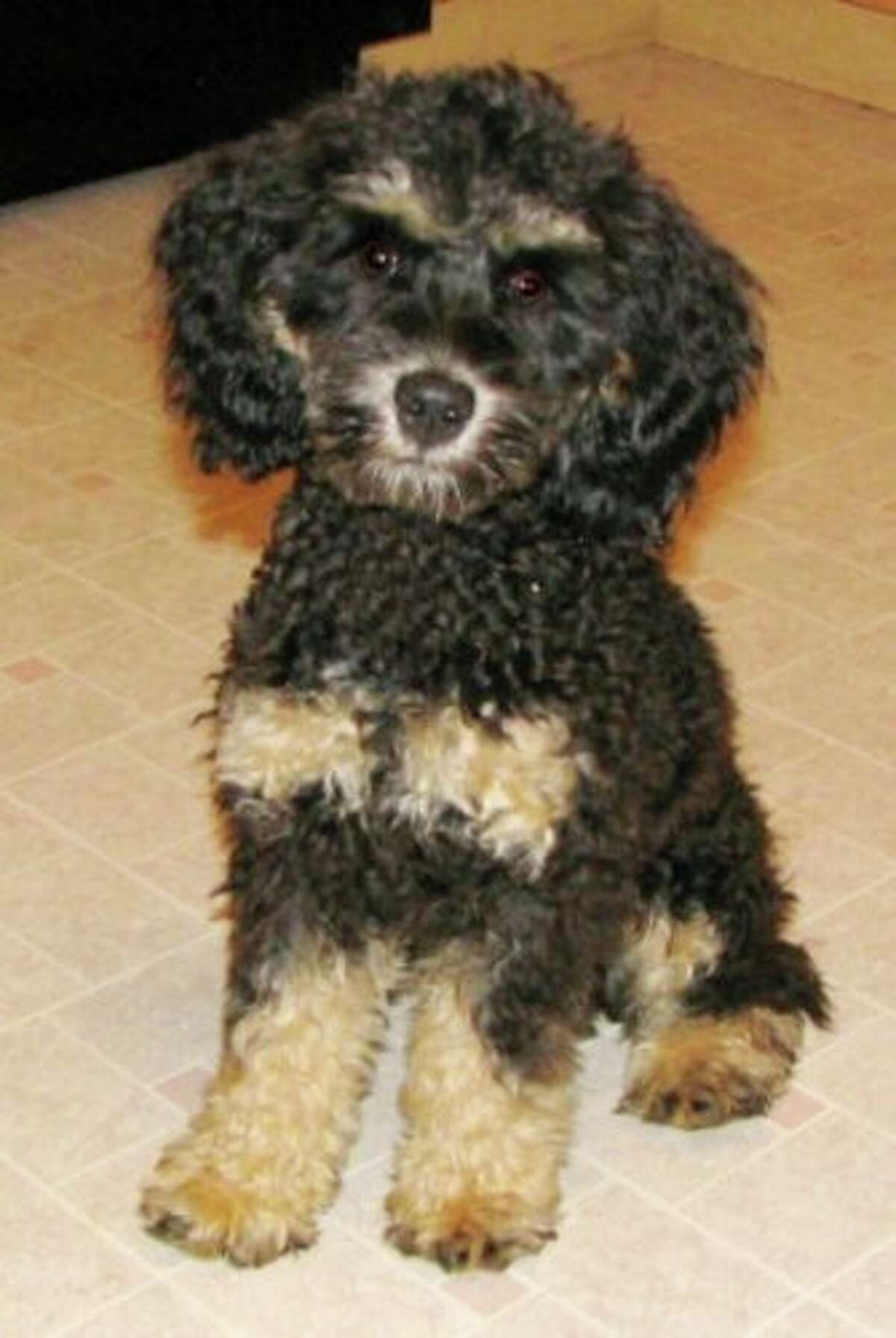 Making a new kind of dog