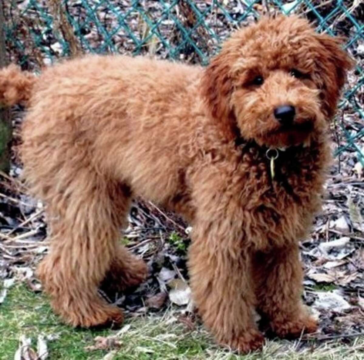 Making a new kind of dog