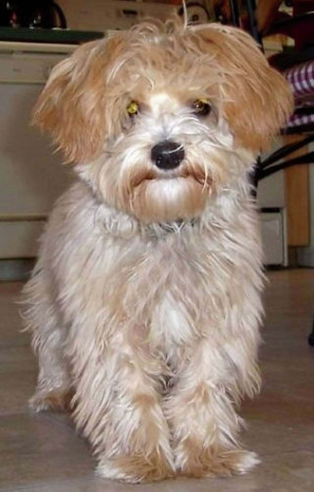 Making a new kind of dog