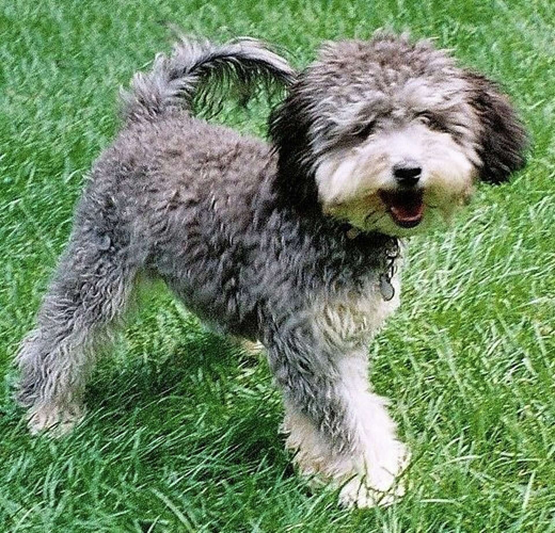 Making a new kind of dog