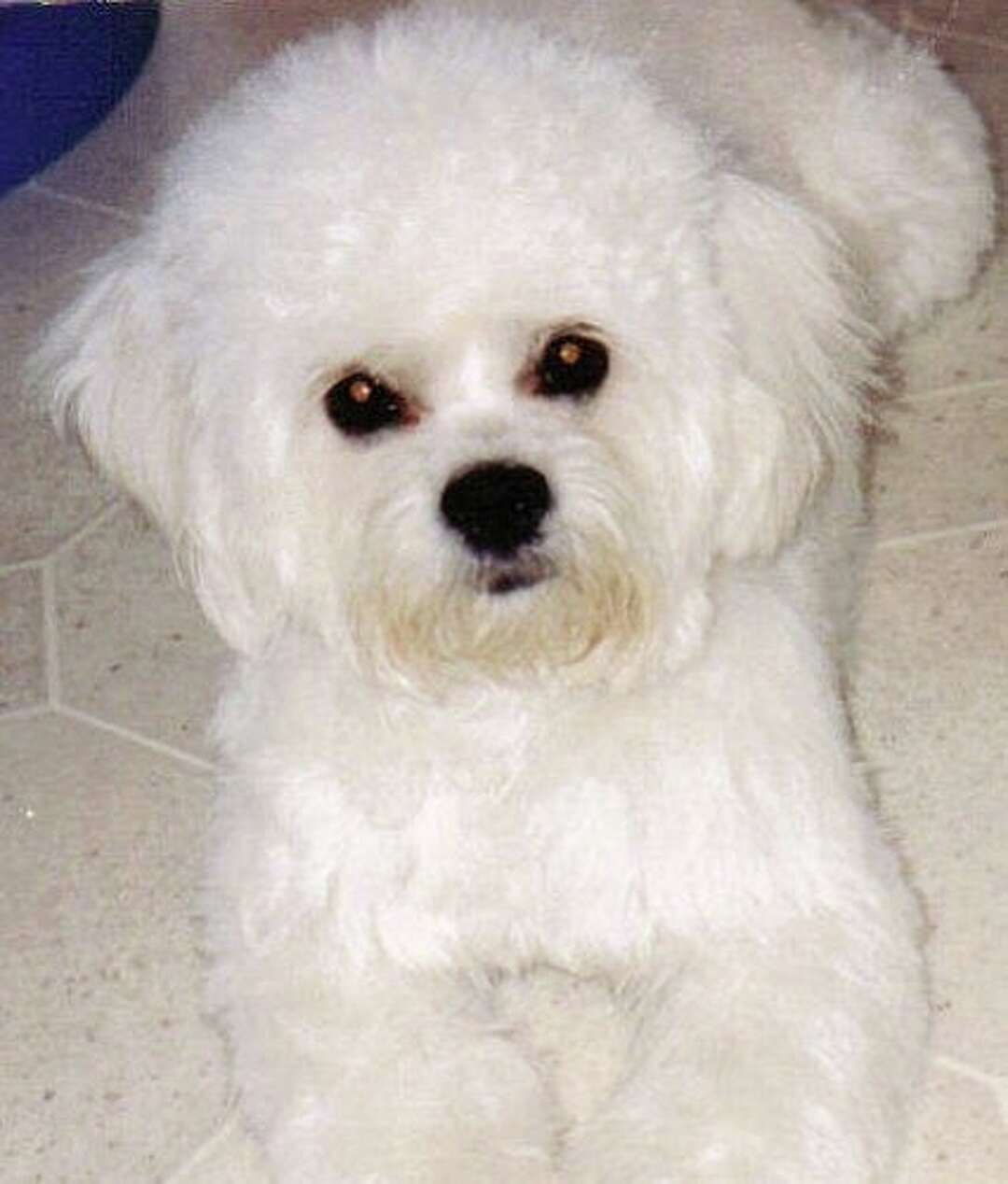 Making a new kind of dog