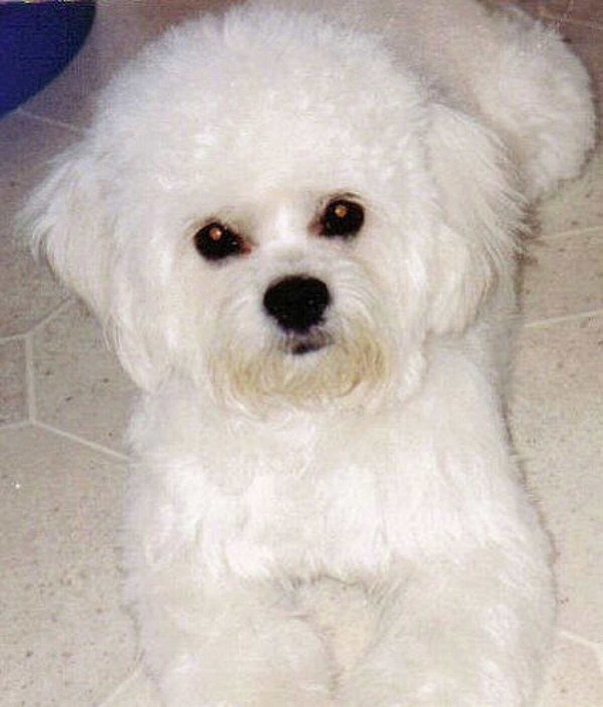 Making a new kind of dog