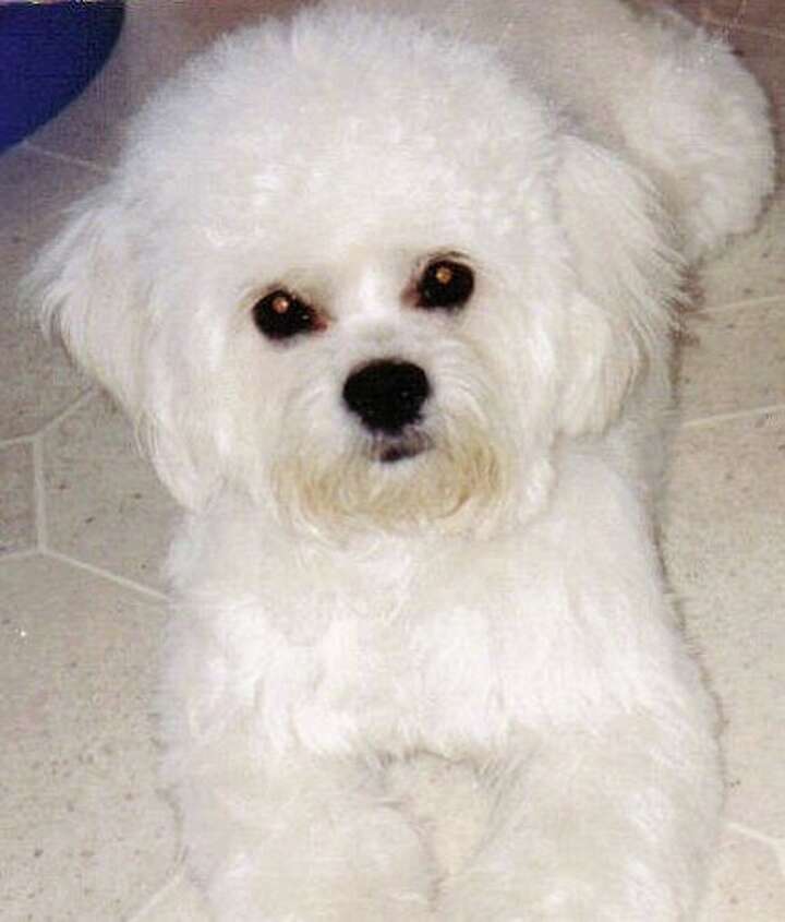 Making a new kind of dog