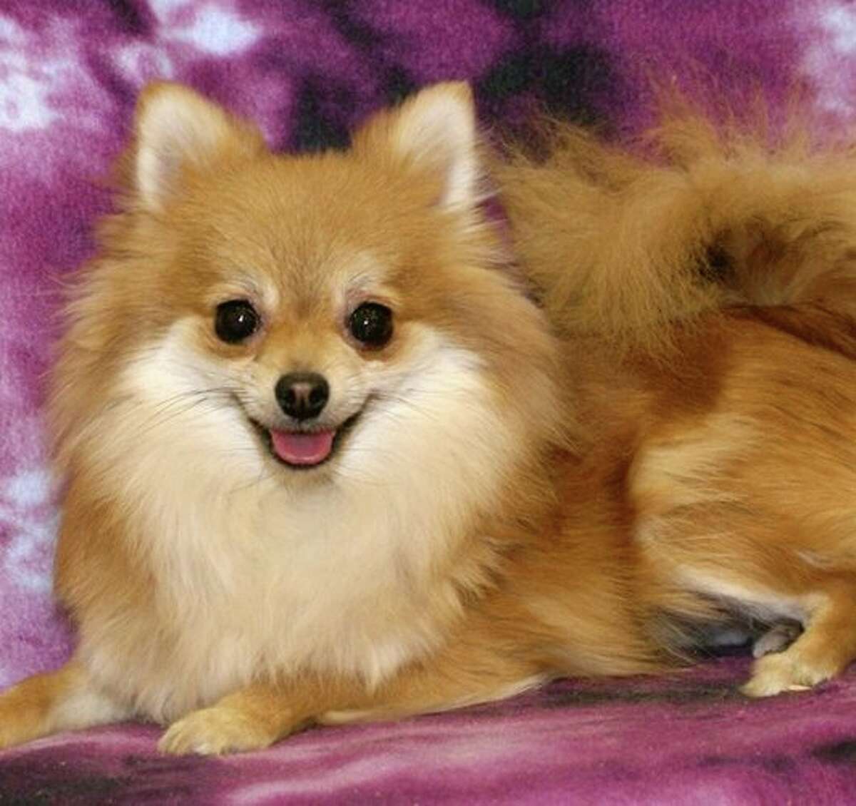 Making a new kind of dog