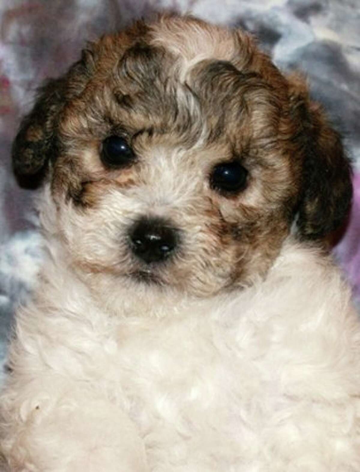 Making a new kind of dog