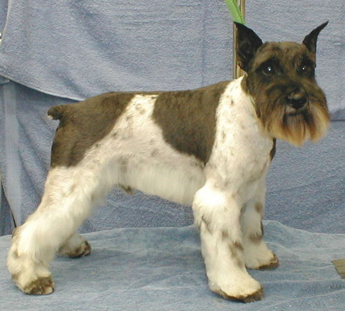 Making a new kind of dog