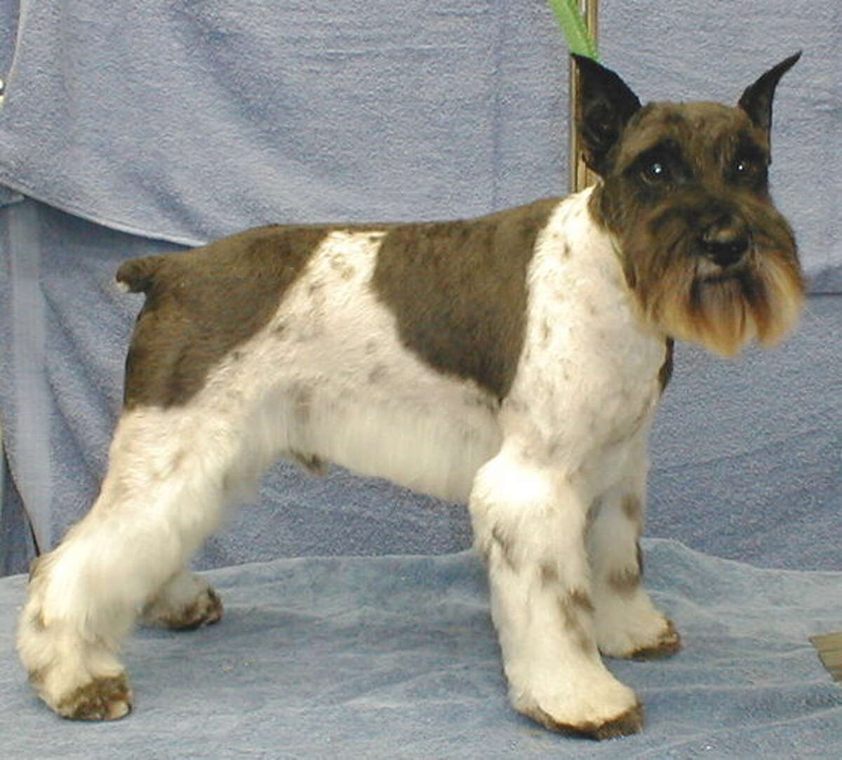 Making a new kind of dog