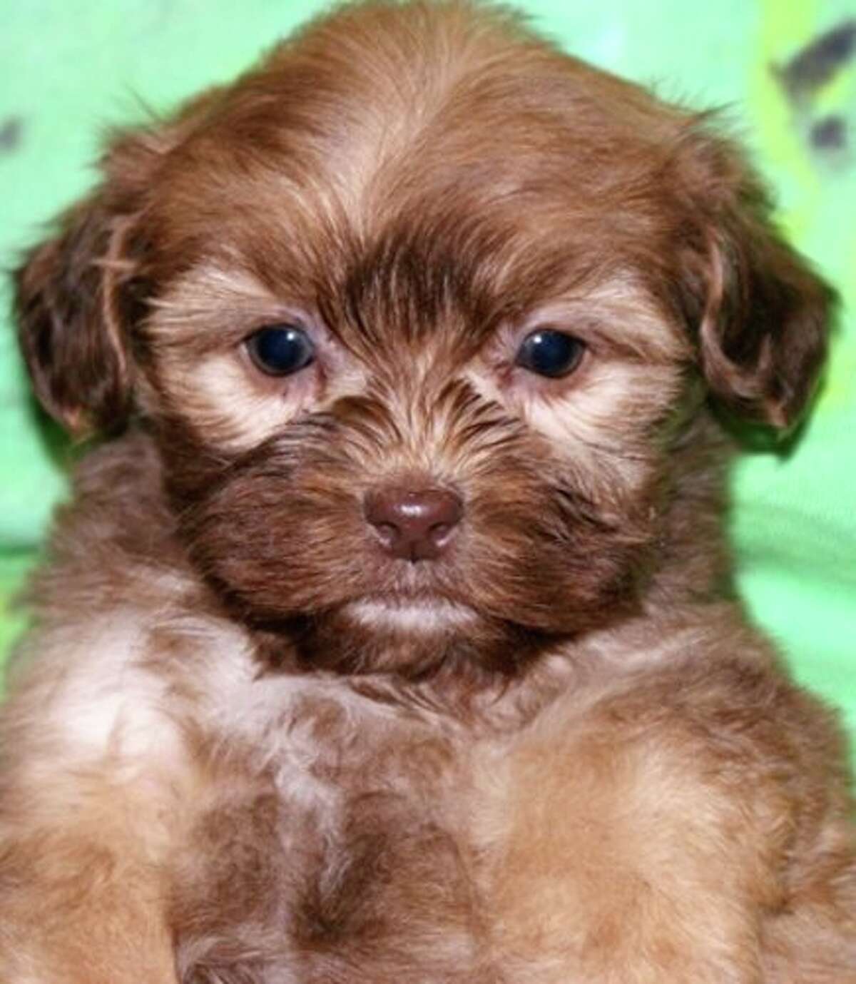 Making a new kind of dog