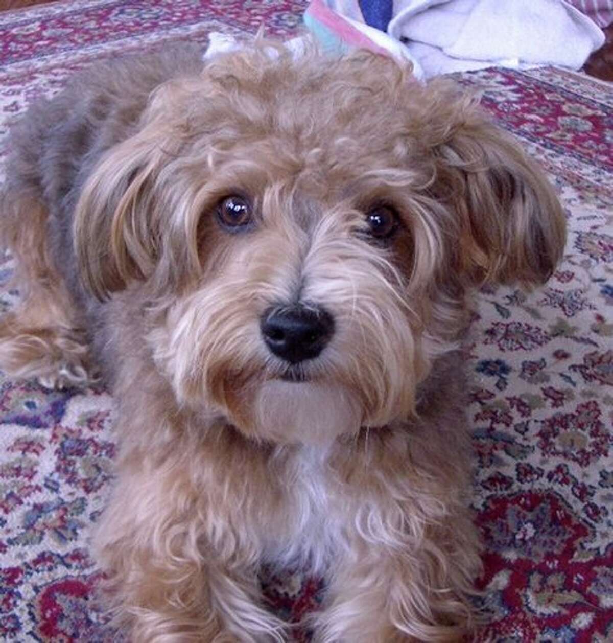 Making a new kind of dog