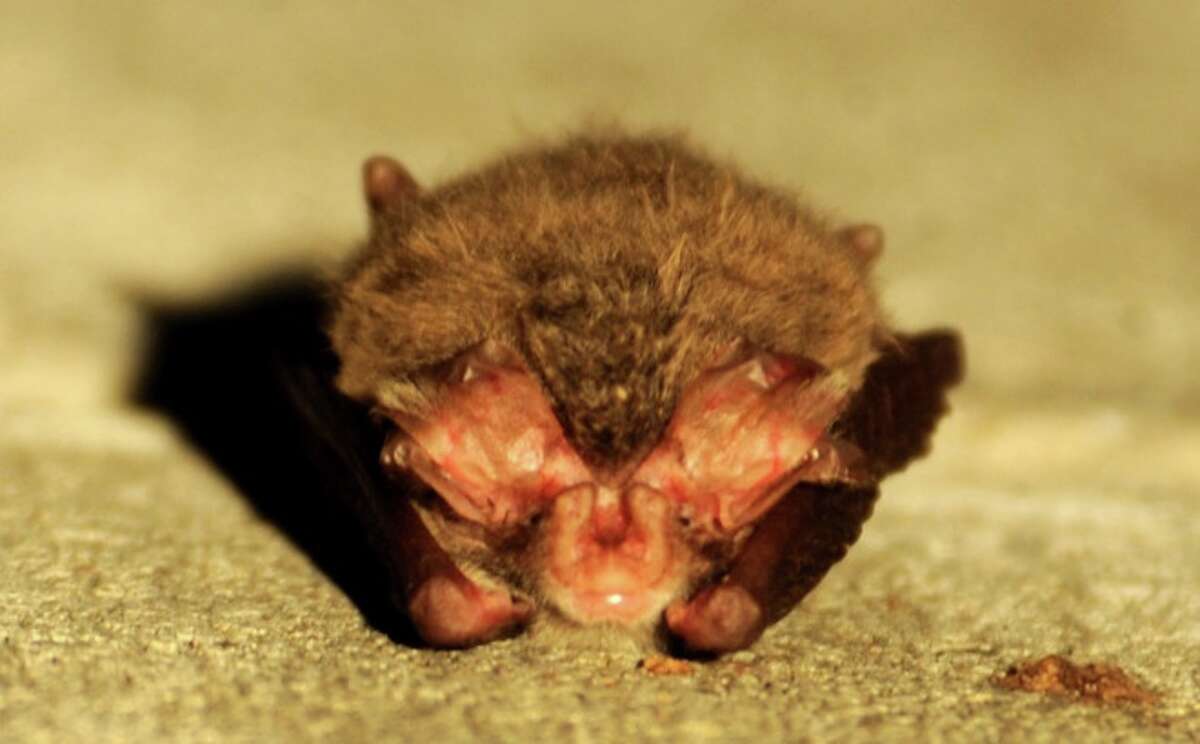 Bats studied at Trinity River