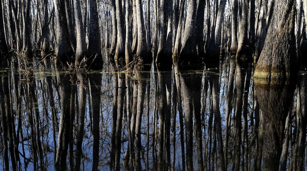 Bats studied at Trinity River