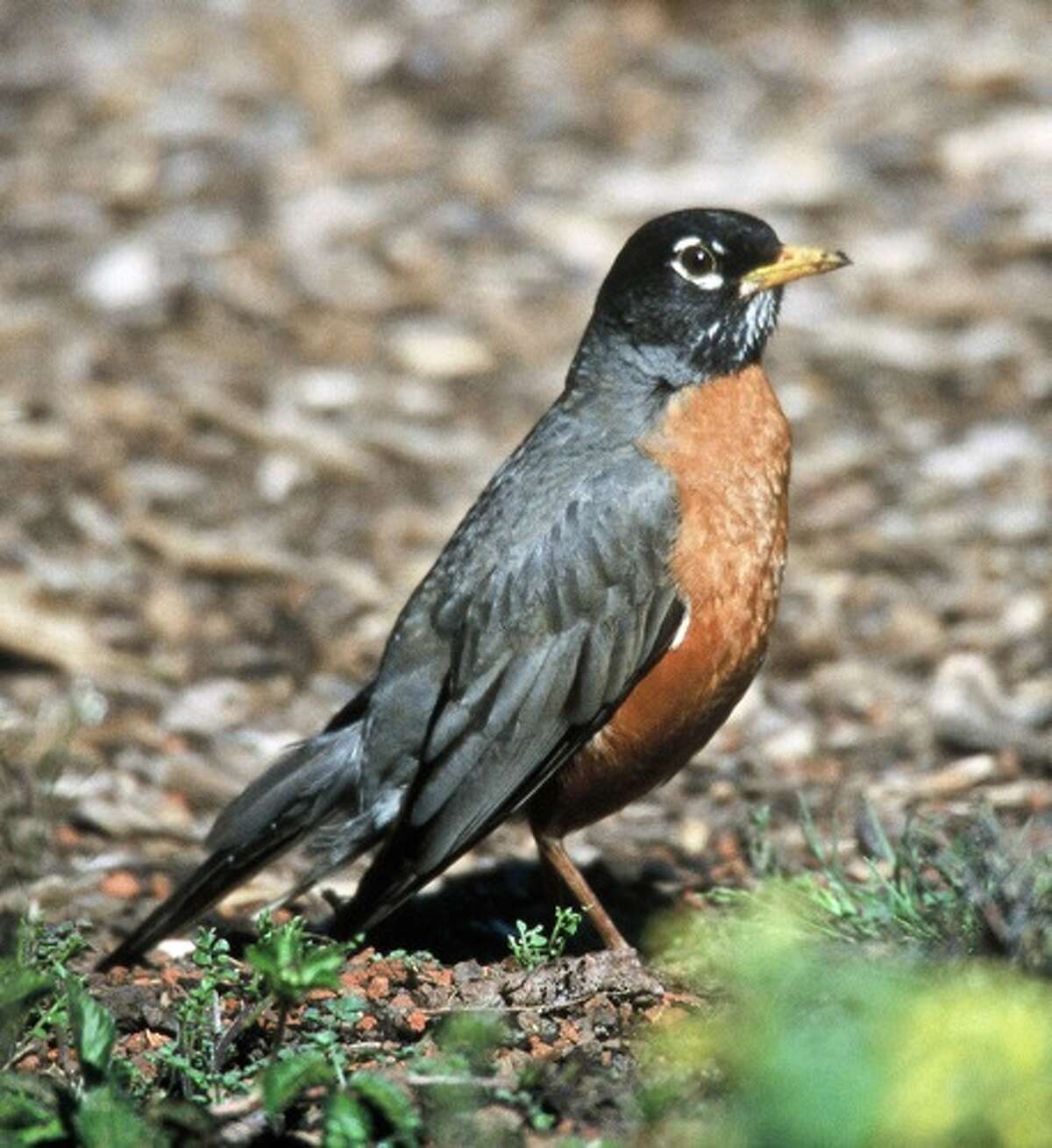 Sounds of Southeast Texas birds
