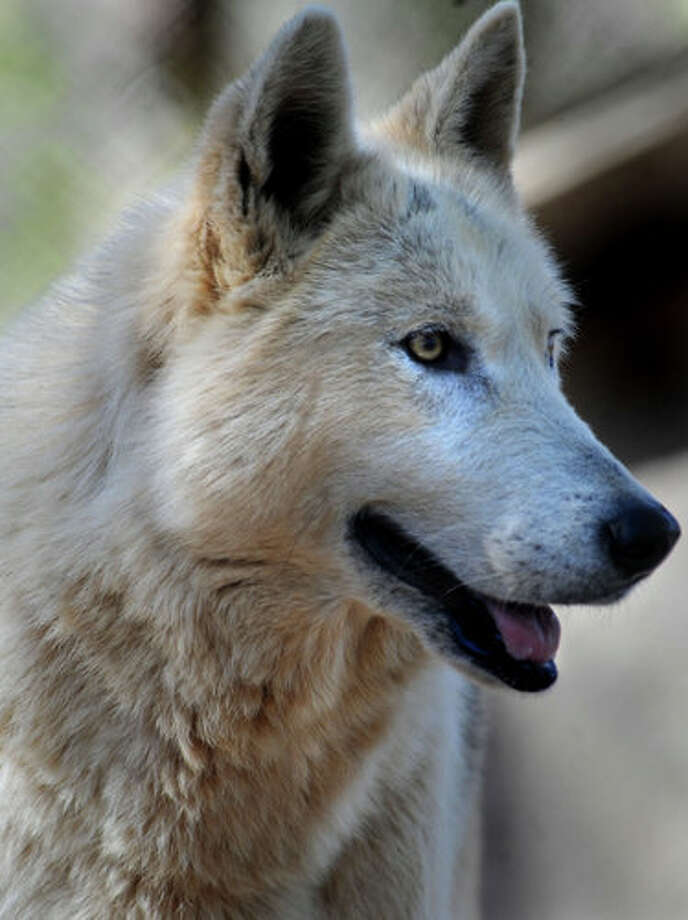 Hybrid wolves relocated from Orange to Austin Zoo - Beaumont Enterprise