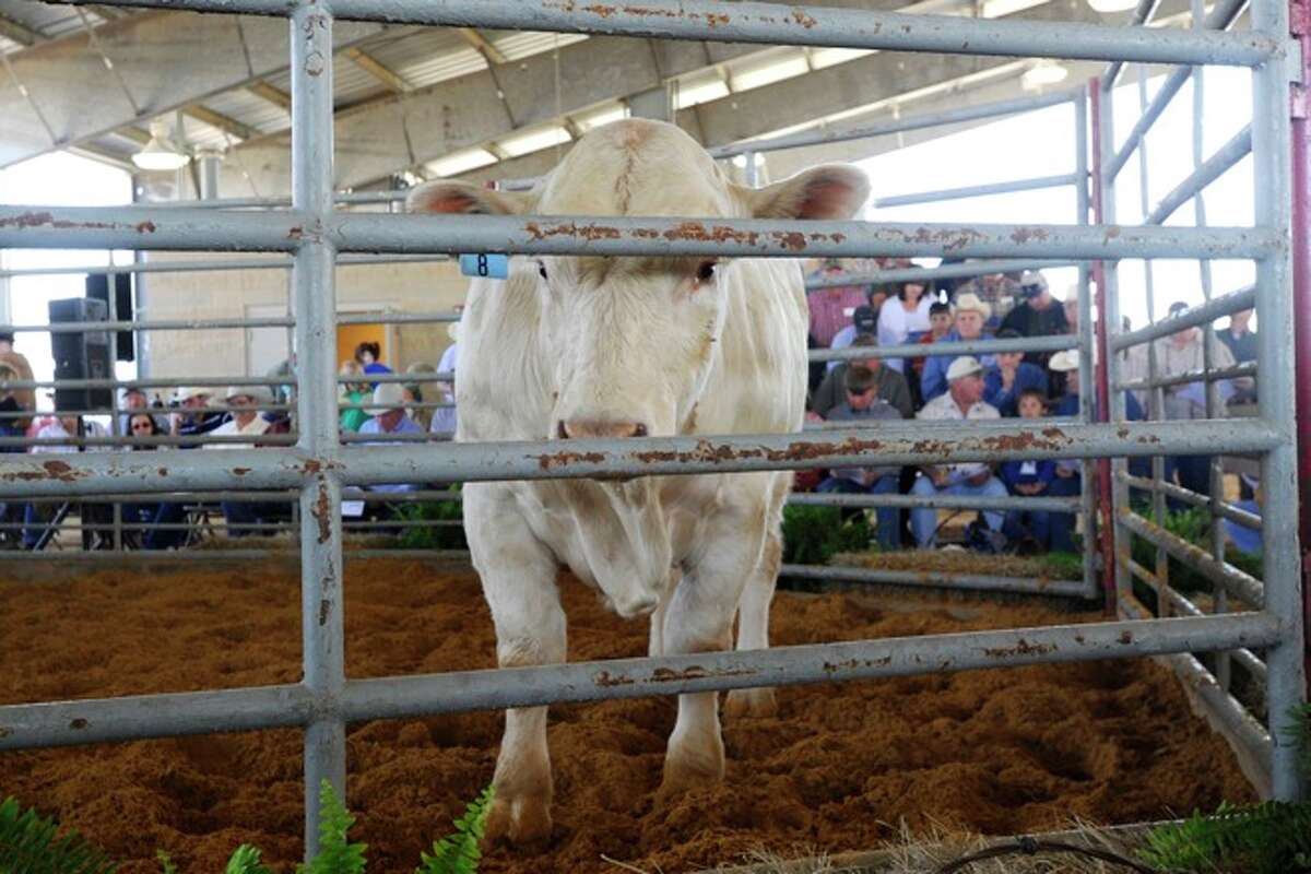Independent Cattleman's Association Auction