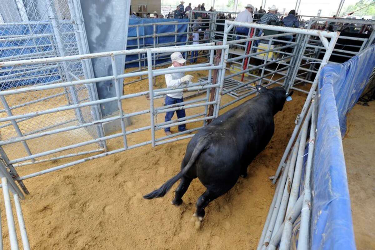 Independent Cattleman's Association Auction