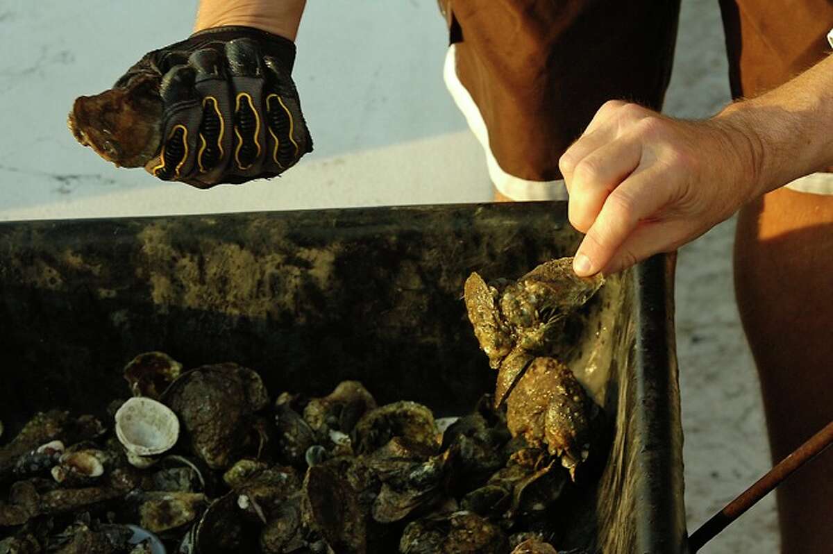 A search for Rangia Cuneata Clams in Sabine Lake