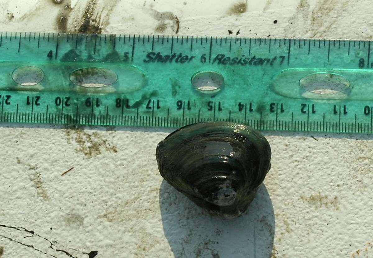 A search for Rangia Cuneata Clams in Sabine Lake