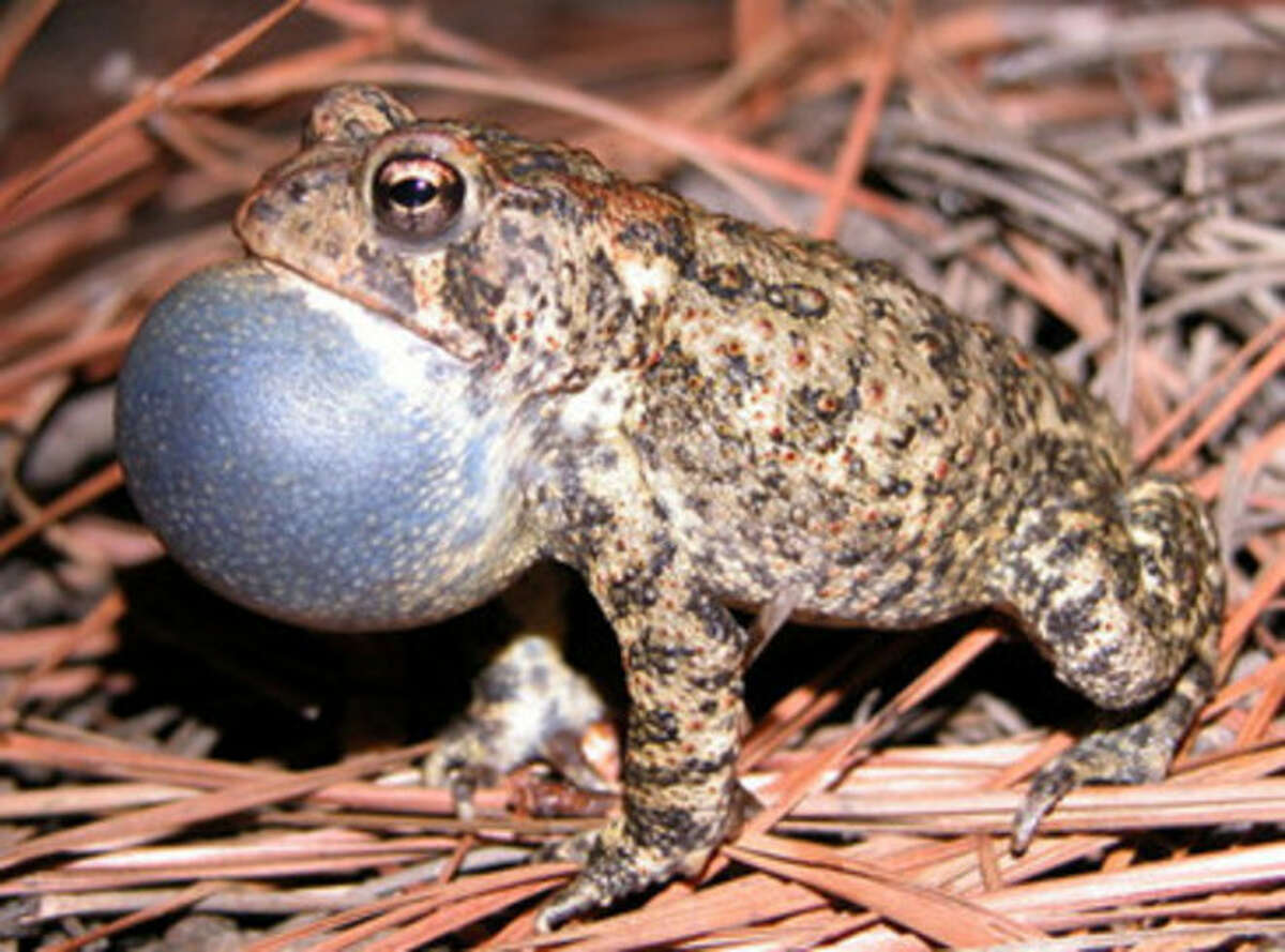 Endangered in Southeast Texas