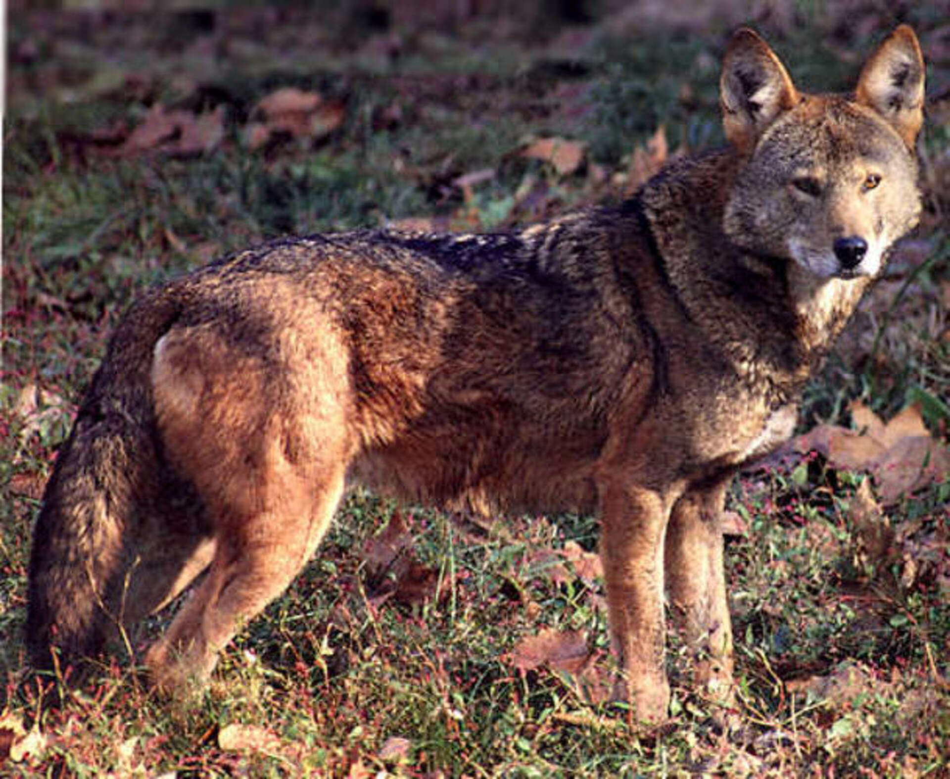 Endangered in Southeast Texas