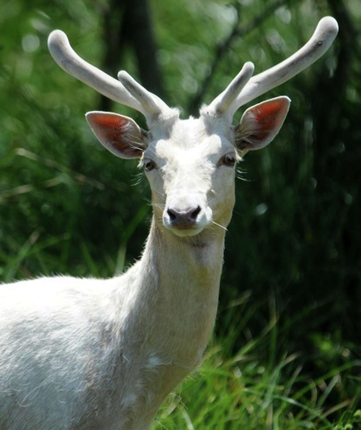 Exotic Game Hunting in Winnie