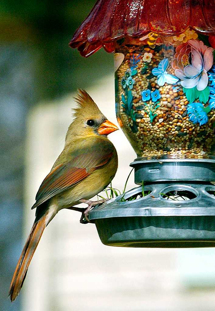 Providing a buffet for birds