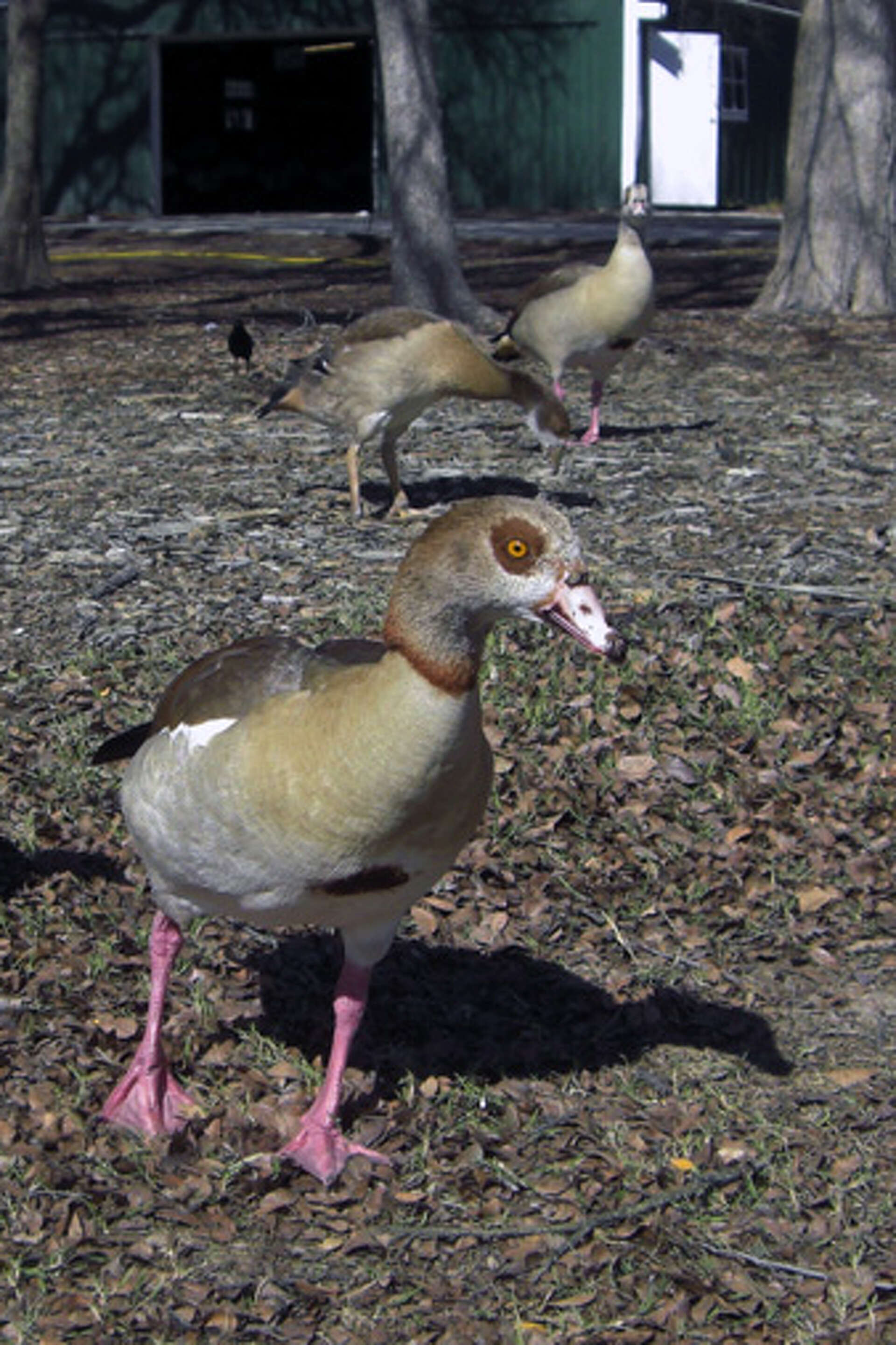 Egyptian geese make golf course home