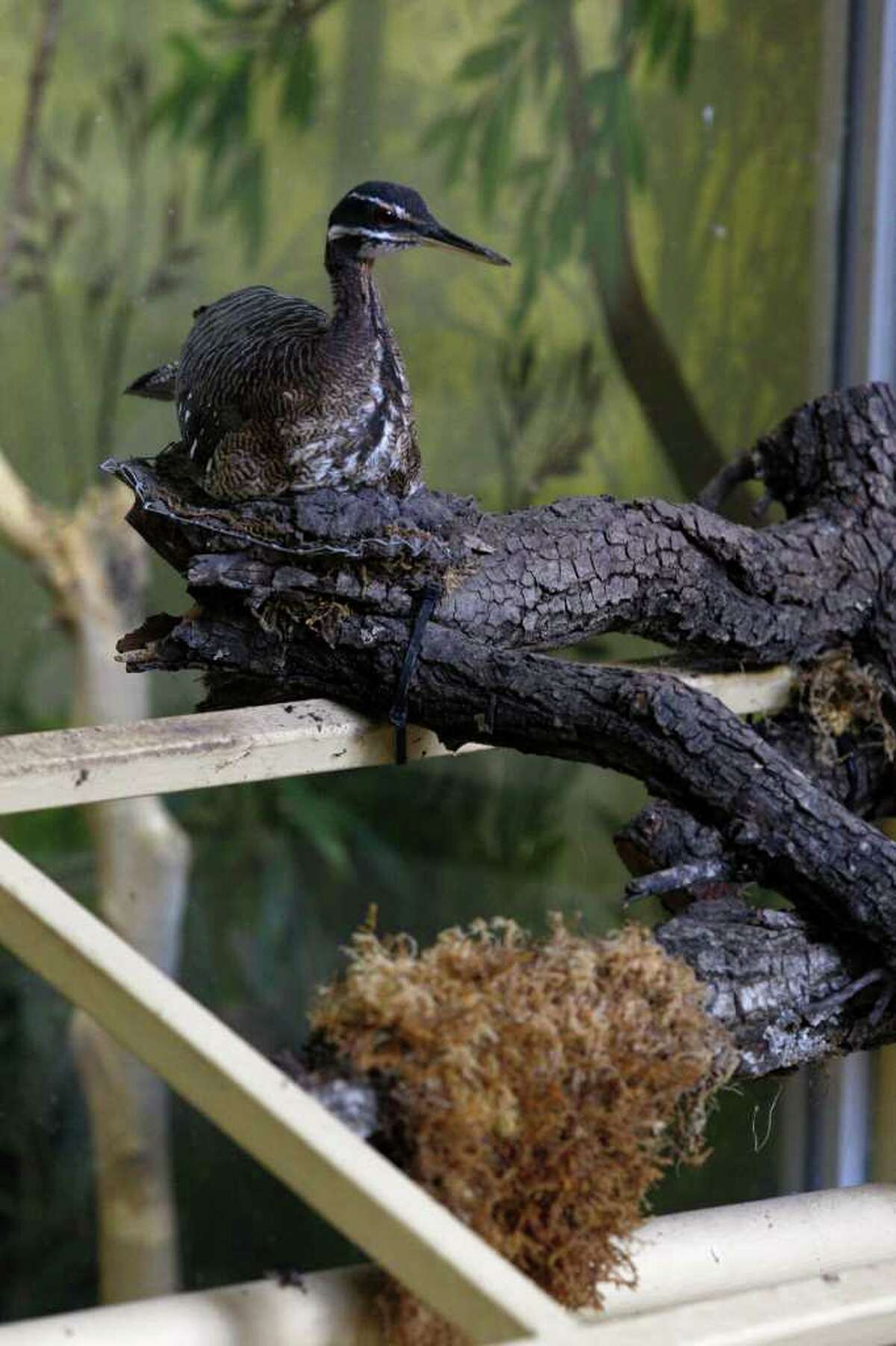 Incubation workshop helps zookeepers manage eggs