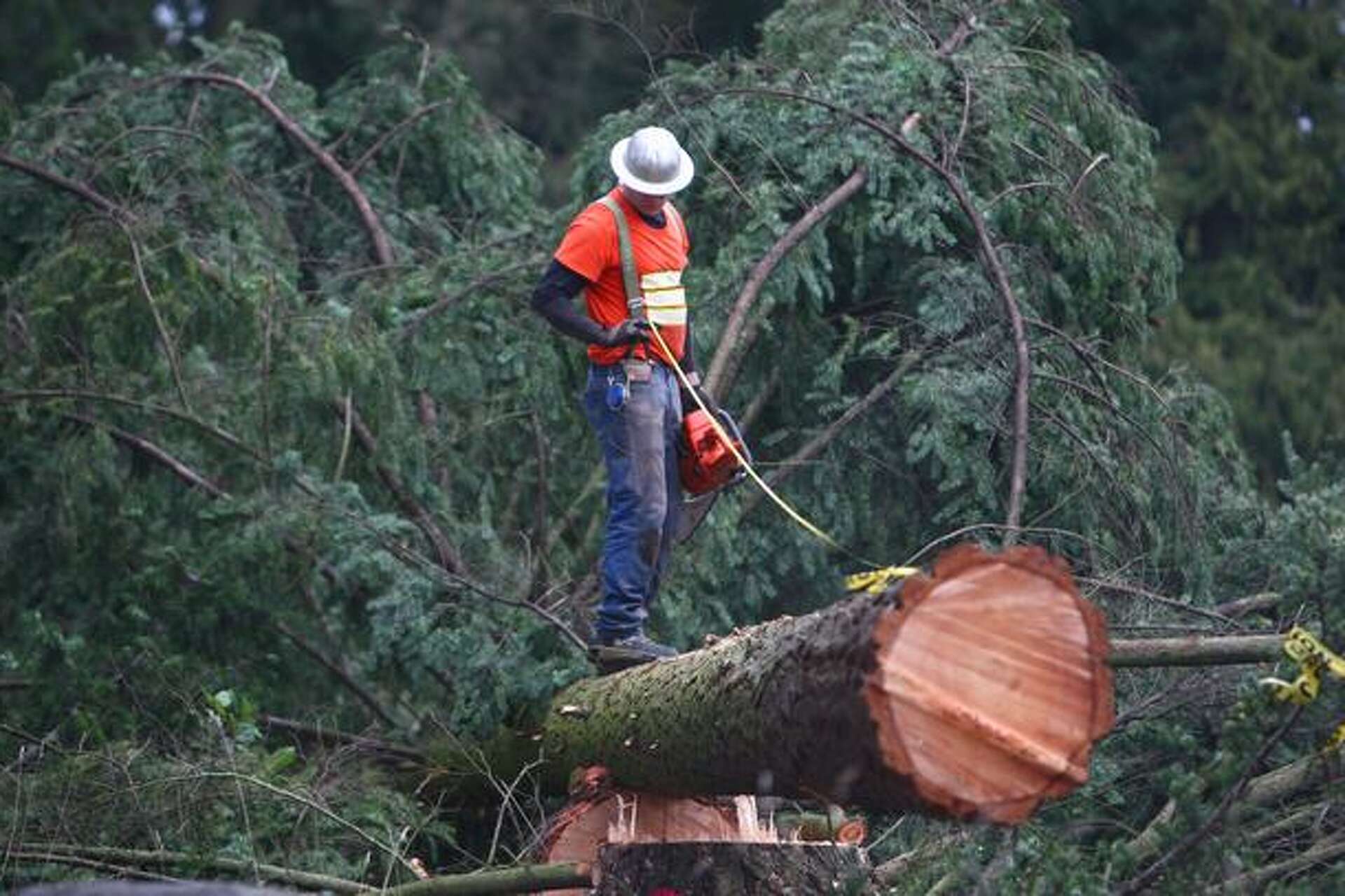Trees come down at North Seattle high school