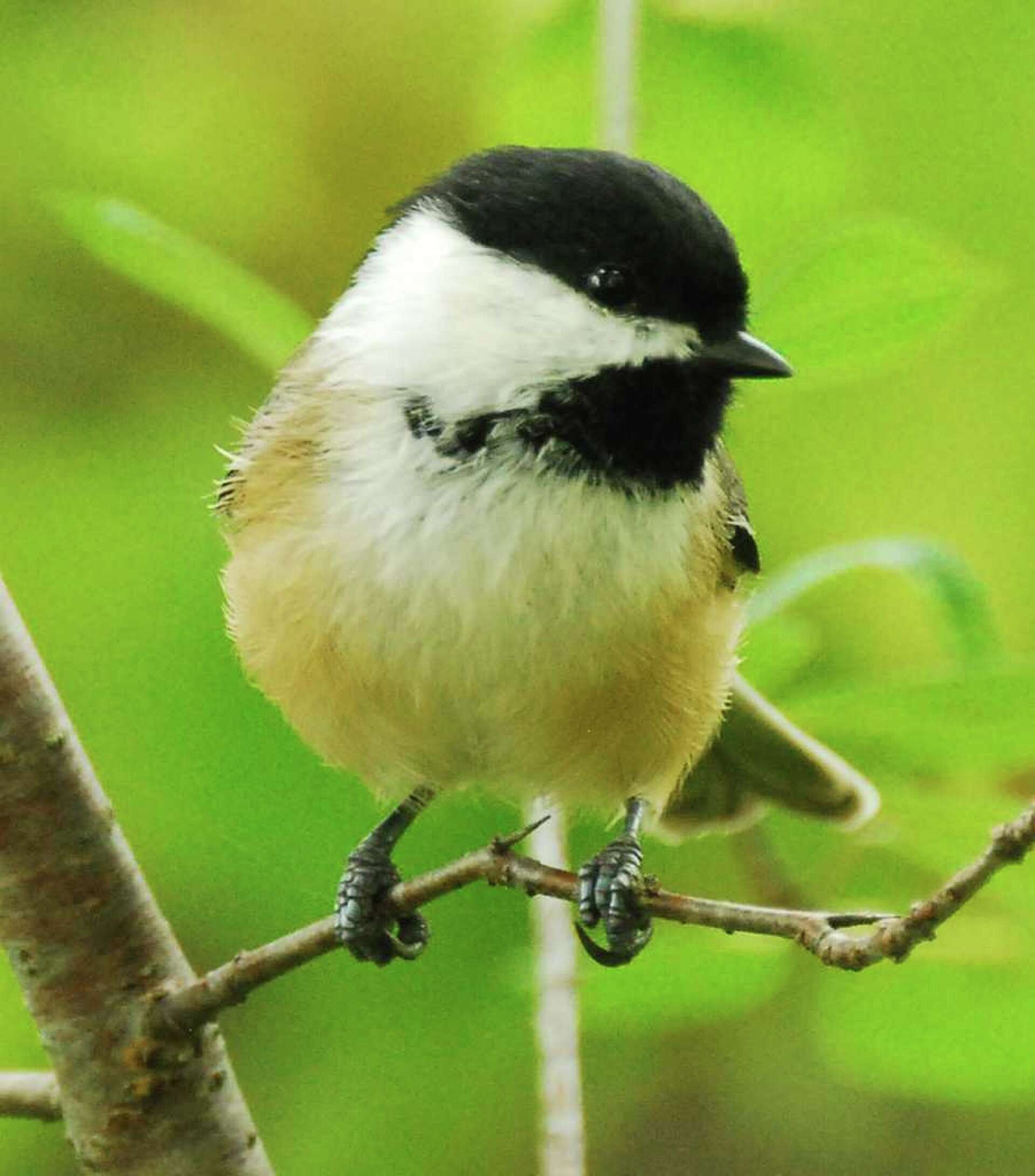 Tenacious chickadee struggles to overcome handicap