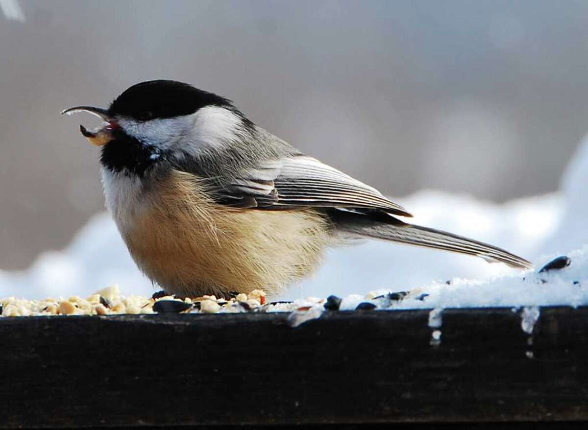 Tenacious chickadee struggles to overcome handicap