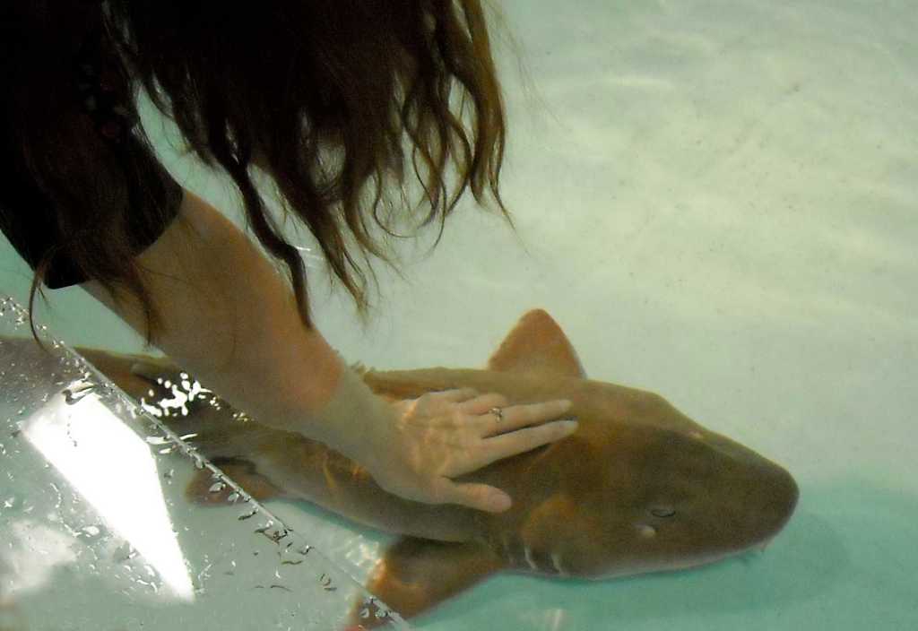 Touch A Shark exhibit at Maritime Aquarium