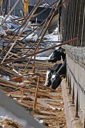 Barn collapse crushes at least 25 cows
