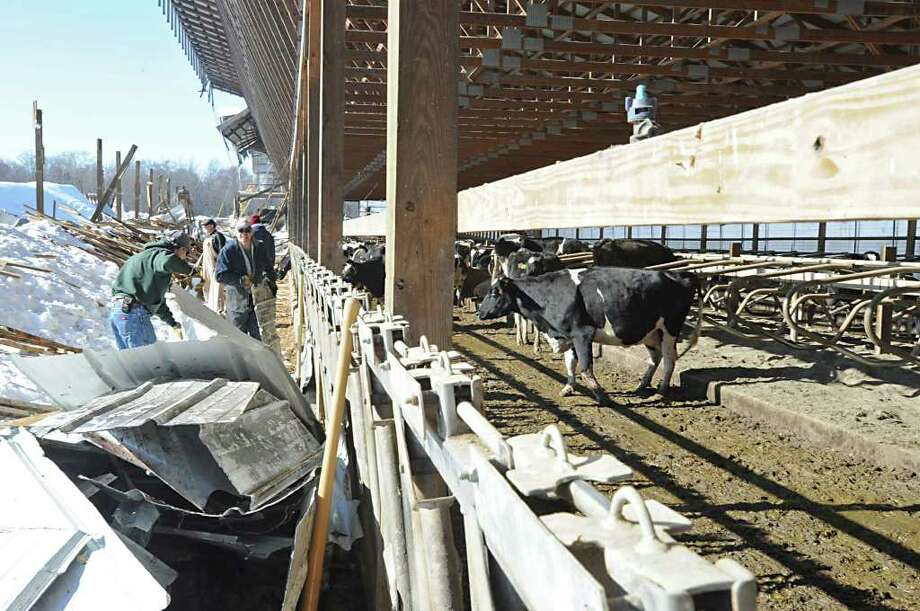 Roof collapse kills dozens of cows - Times Union