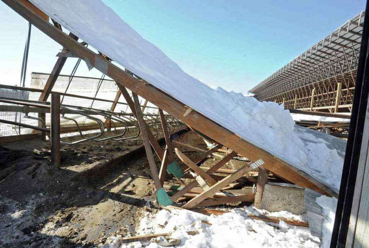 Barn collapse crushes at least 25 cows
