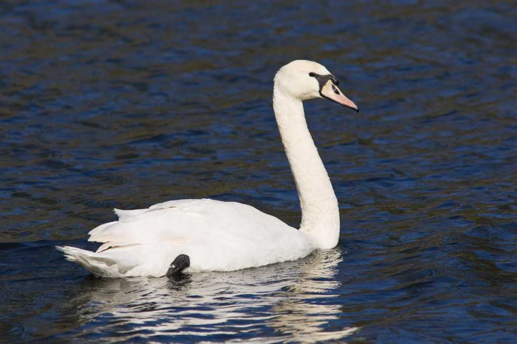 An unusual sight: a mute swan