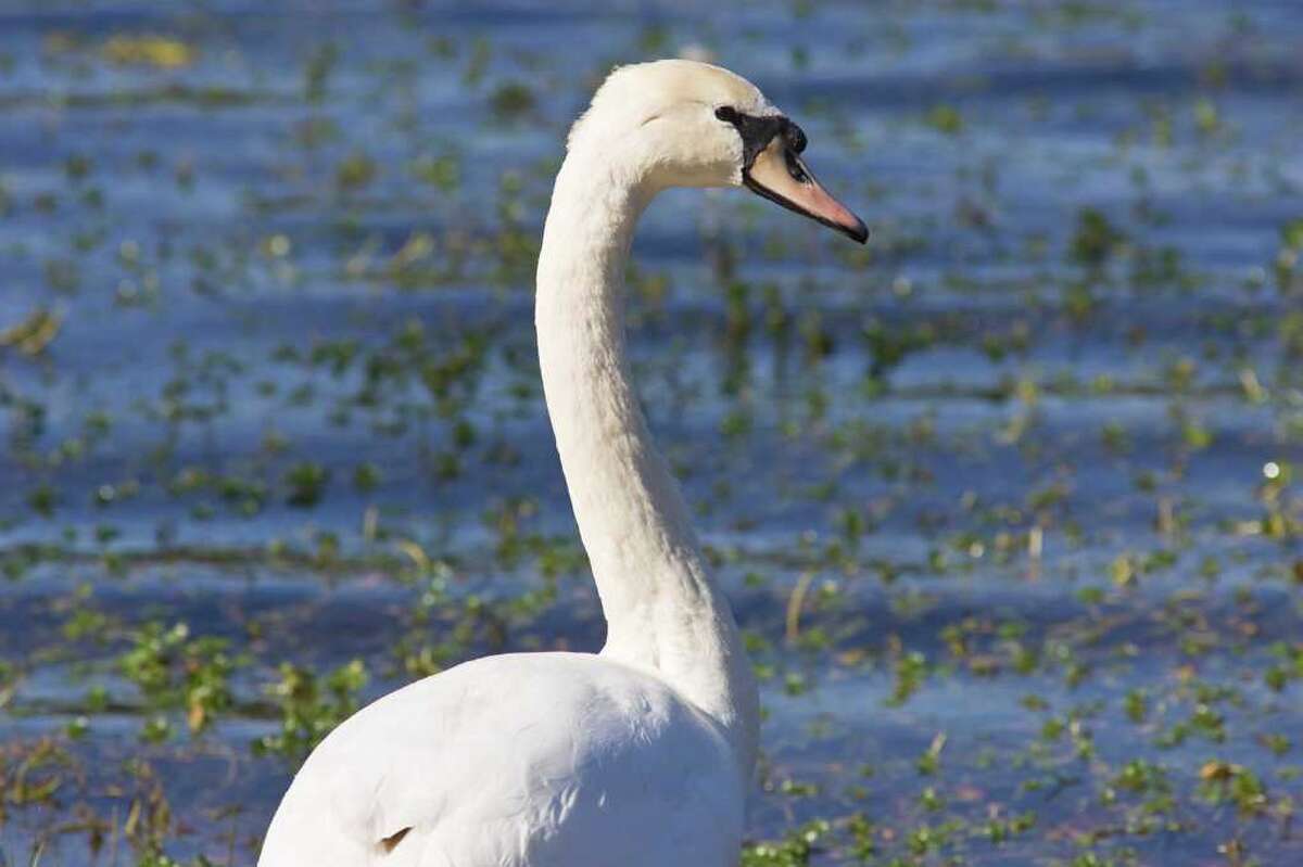 An unusual sight: a mute swan