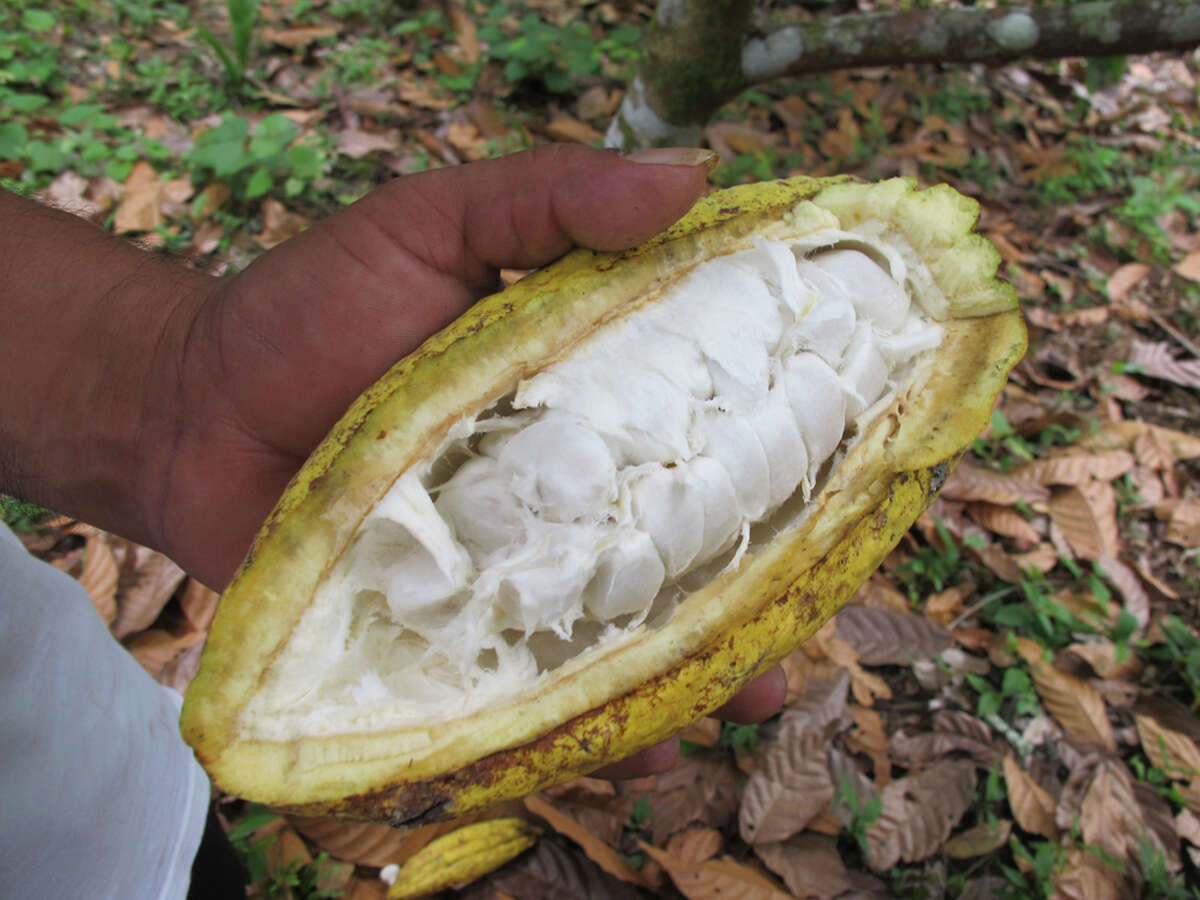 Heavenly aroma of chocolate beckons travelers