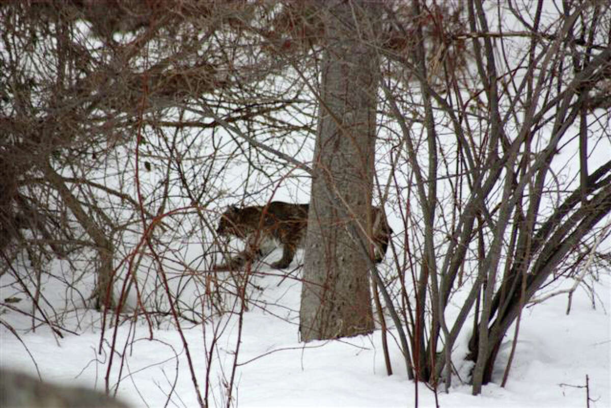 Bobcat sightings becoming more common