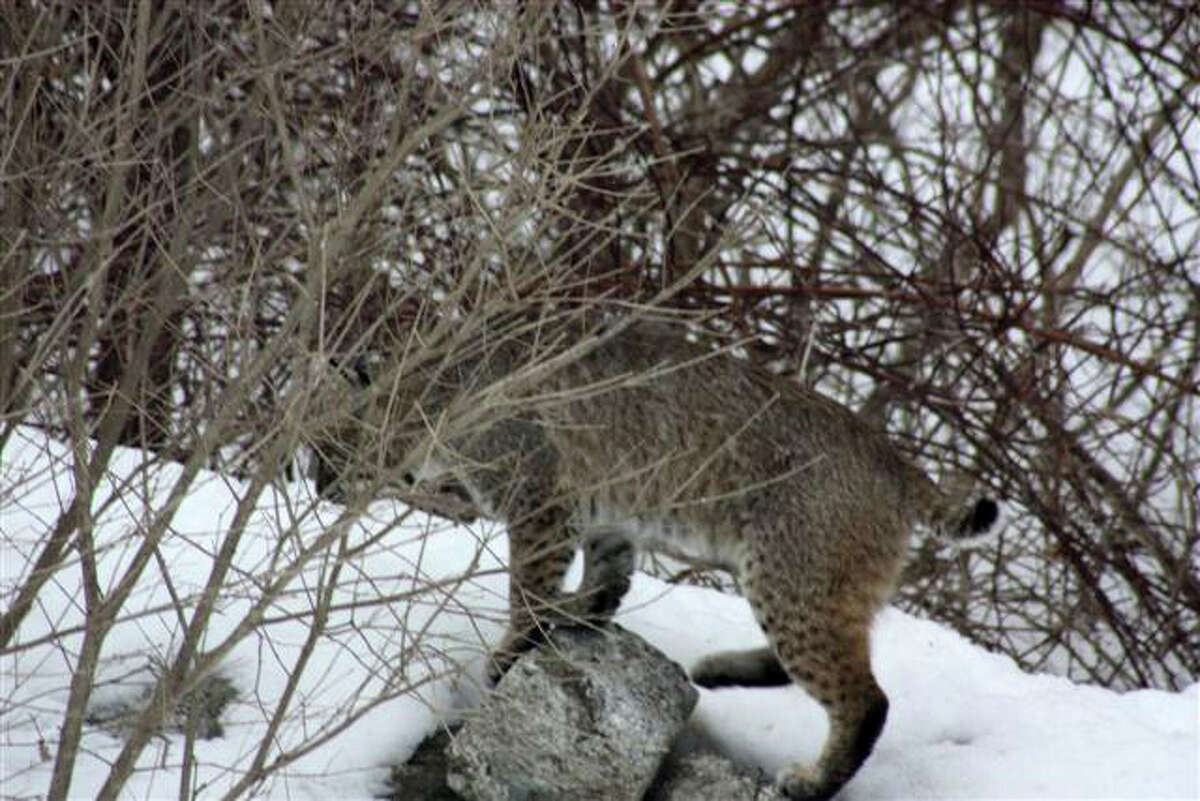 Bobcat sightings becoming more common