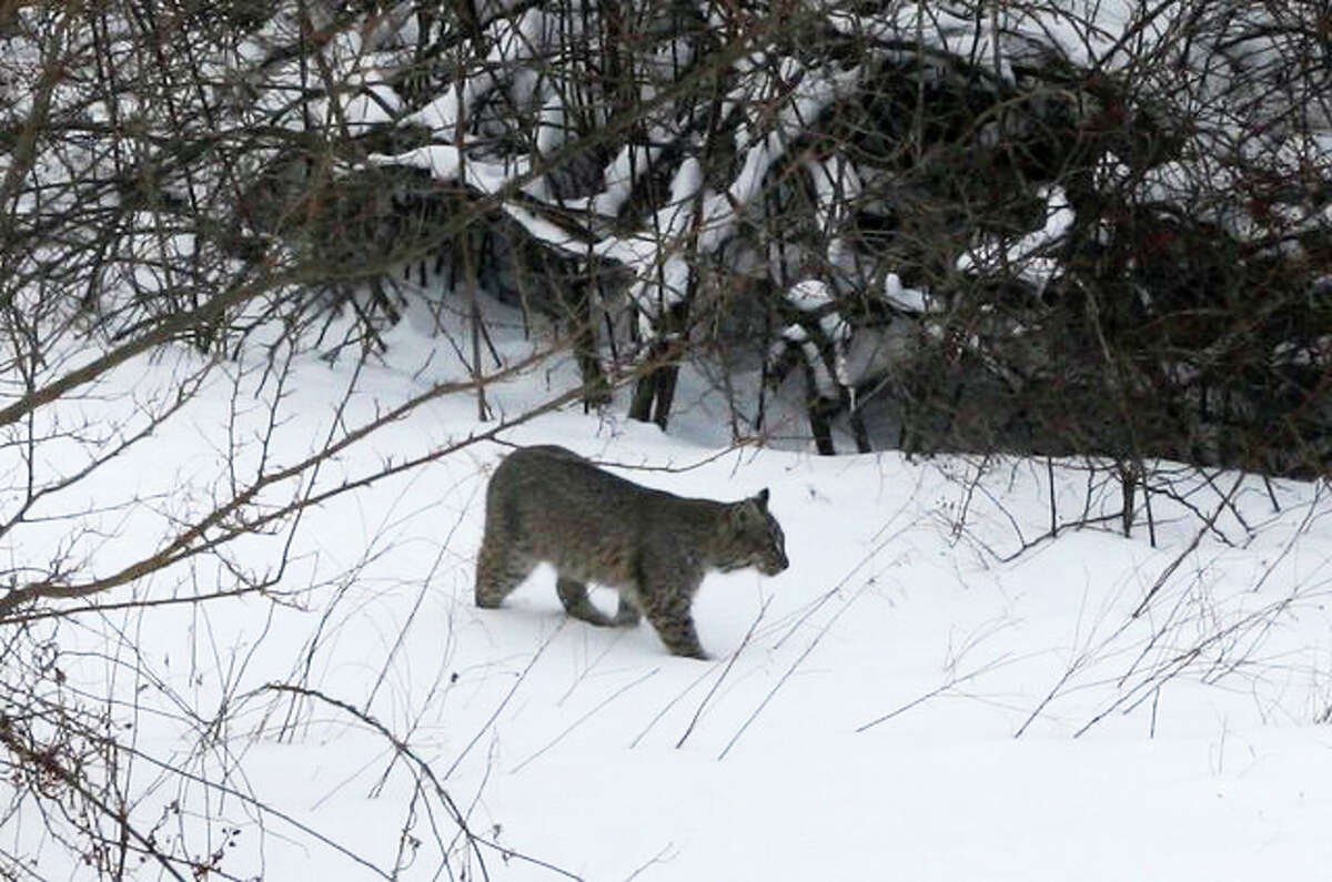 Bobcat sightings becoming more common