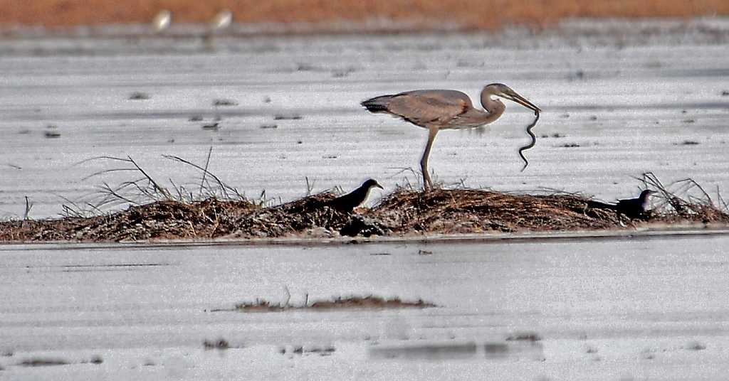Sludge project could boost fishing conditions at Keith Lake