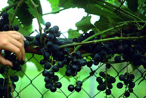 Trail grapes on an arbor