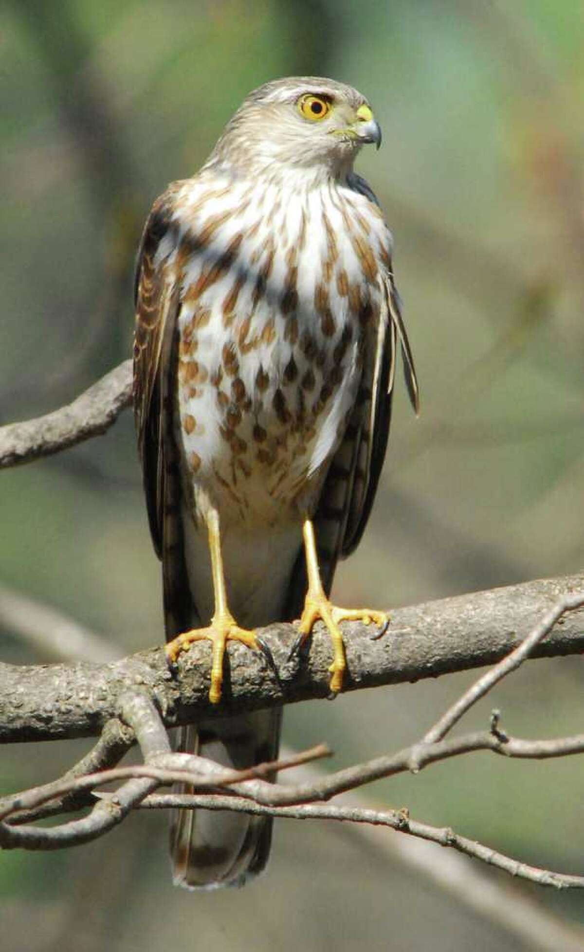 The hunters and the hunted