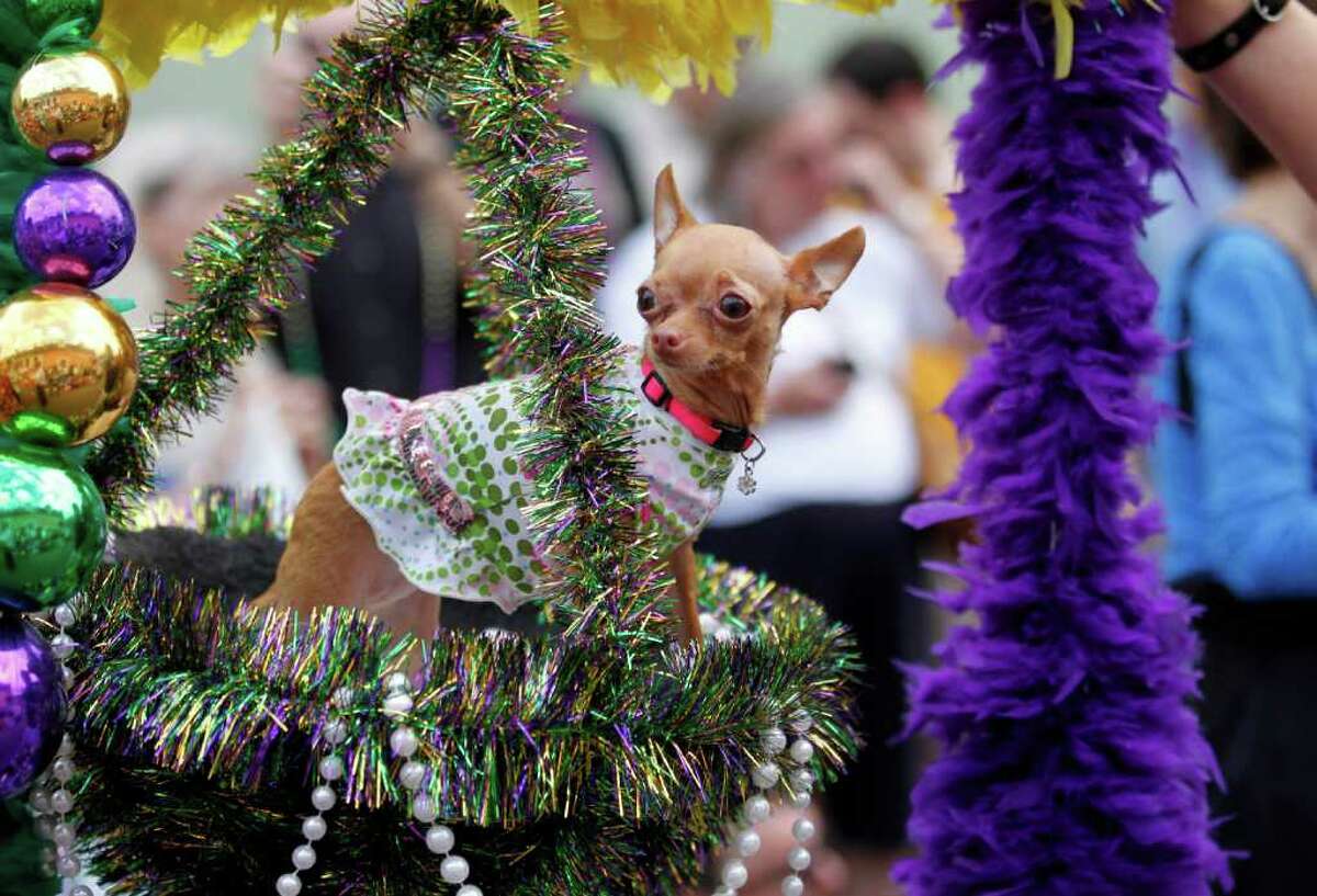 Krewe of Barkus dogs celebrate Mardi Gras