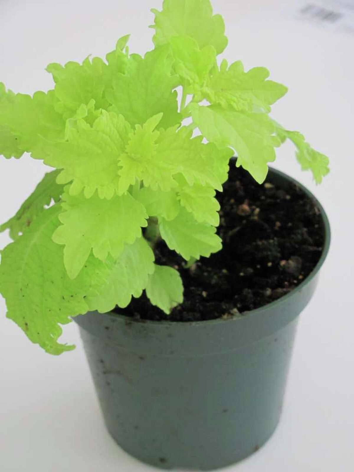 It's time to cut the coleus -- again