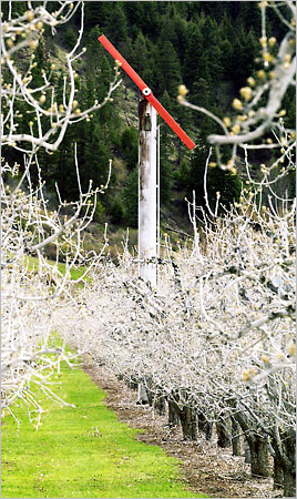 Noisy wind machines protect state's orchards from frostbite