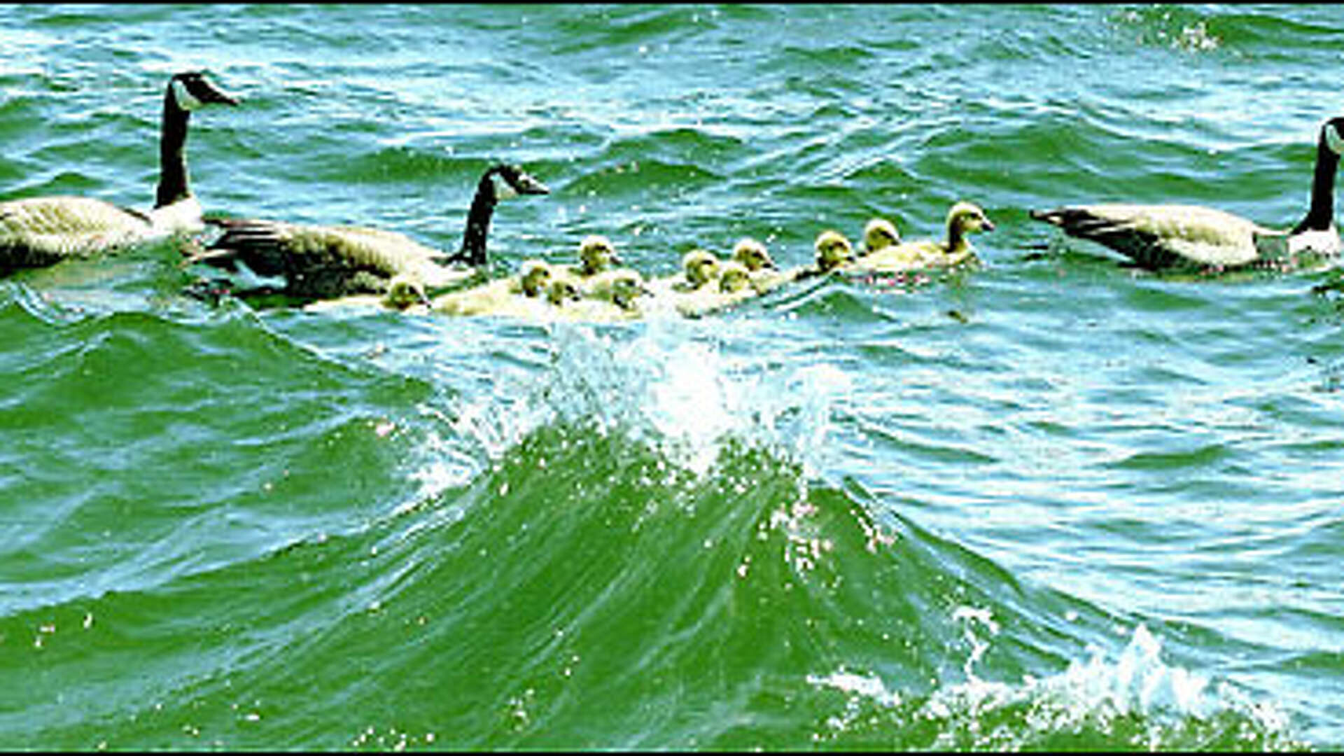 Goose problem subjected to the scientific method