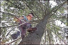 Disability pushed tree-faller to the top